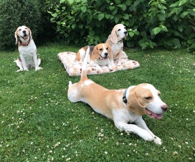 Angela's Honeysuckle Beagles