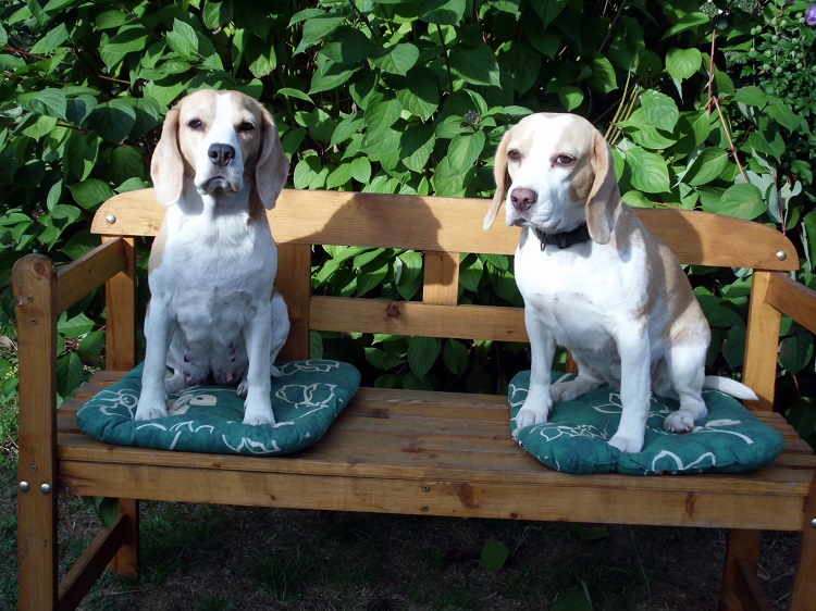 Angela's Honeysuckle Beagles